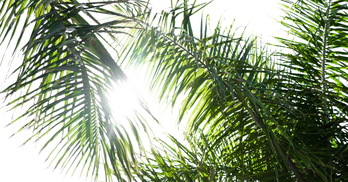 What is celebrated on Palm Sunday? - Jesus.net